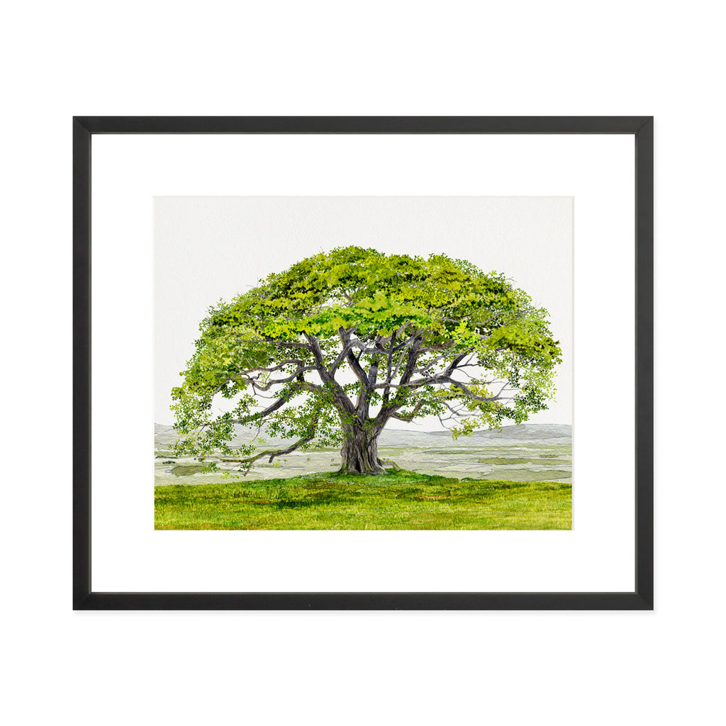English Oak - Art Prints by Felix Doolittle